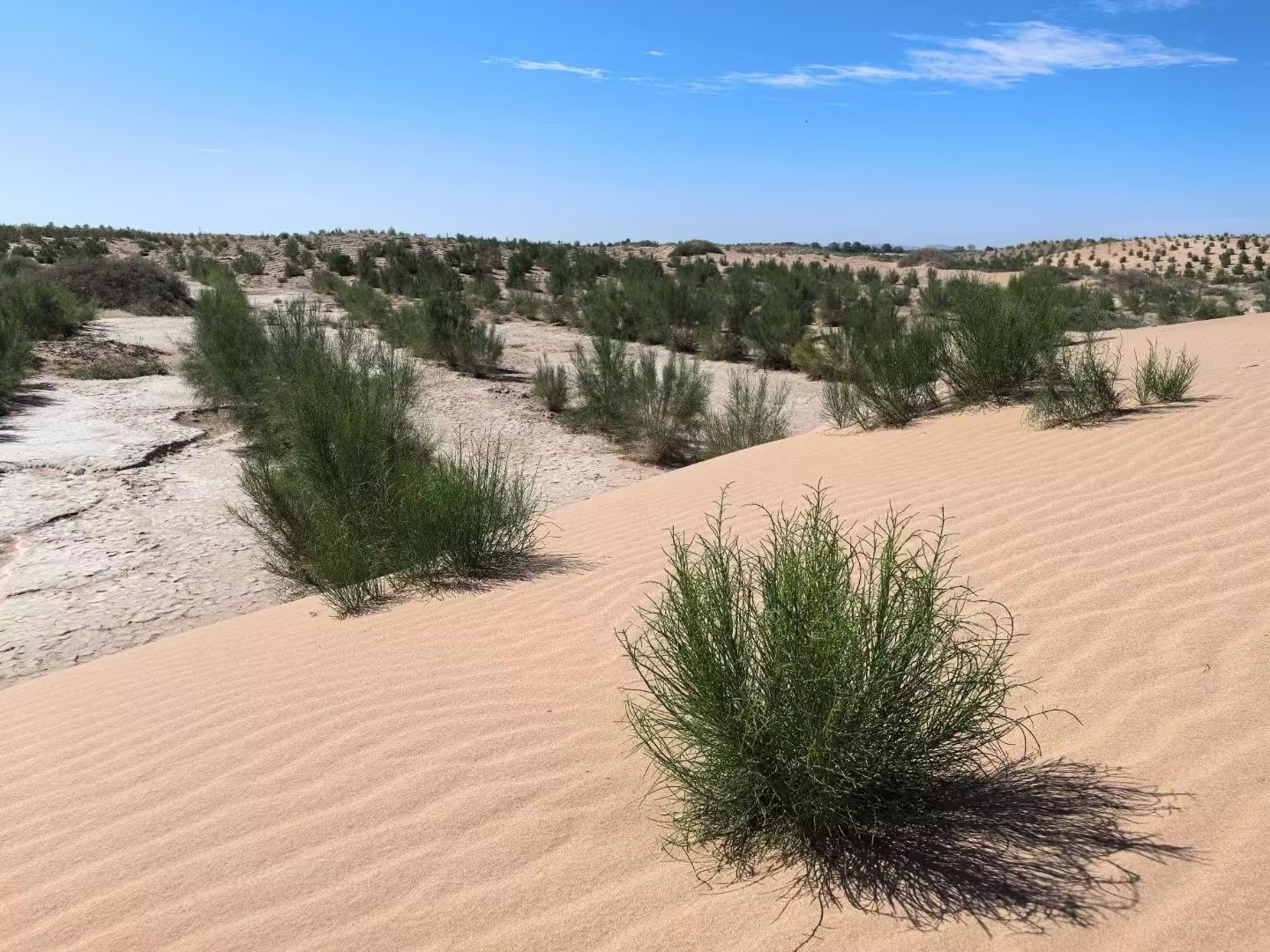 HAECO helps protect Gansu from desertification with new tree plantation